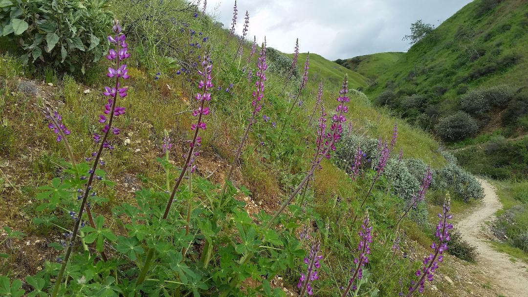 Two Canyons Parklands – Presented by Two Canyons Conservancy